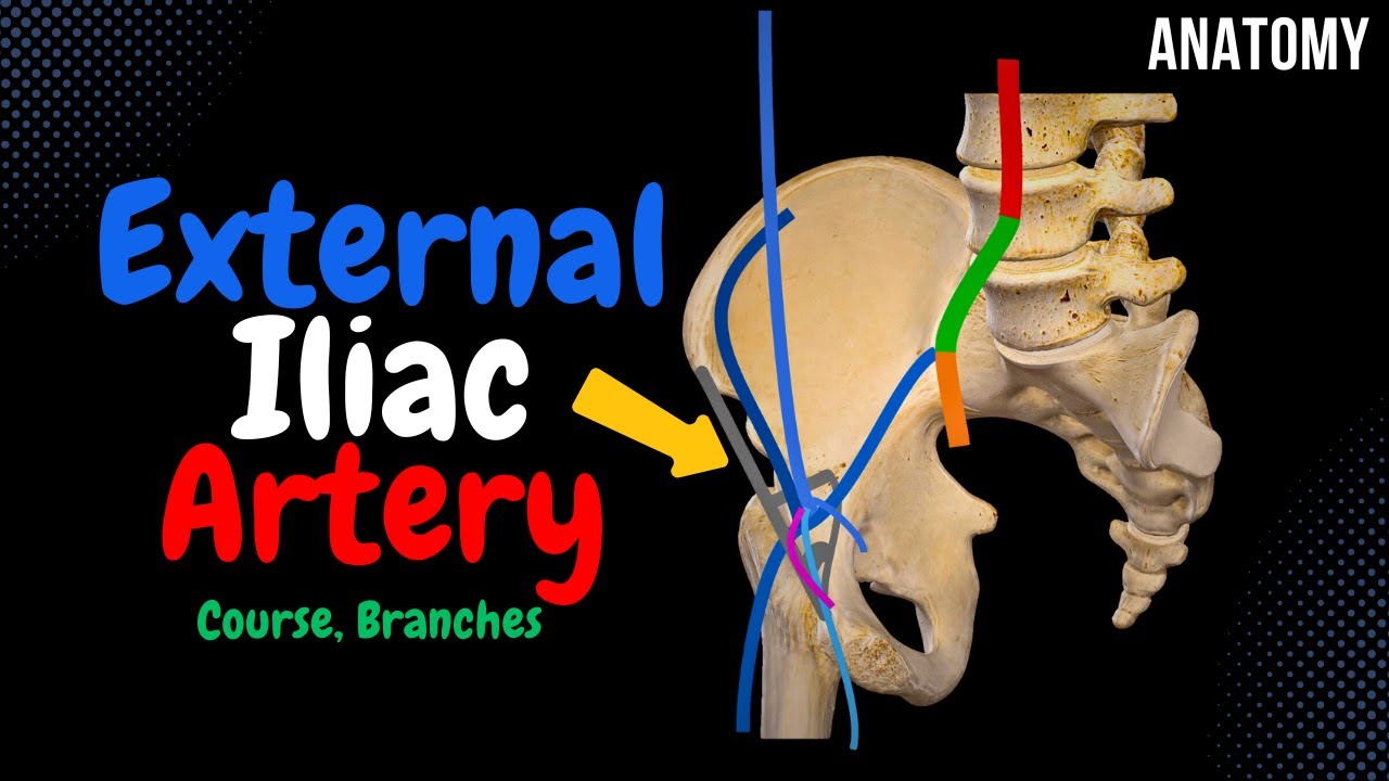 External Iliac Artery Scheme (Course, Branches) | Anatomy