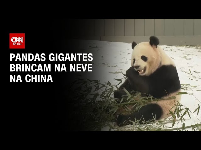 Pandas gigantes brincam na neve na China | CNN Brasil