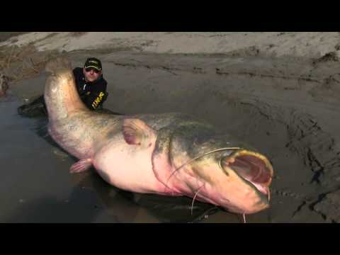 Largest catfish - new world record 2015 from Italy - 2,67m & 127 kg