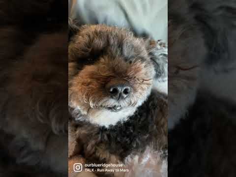 Poodle Bichon Mix