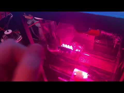 Growing chaeto algae in your filter