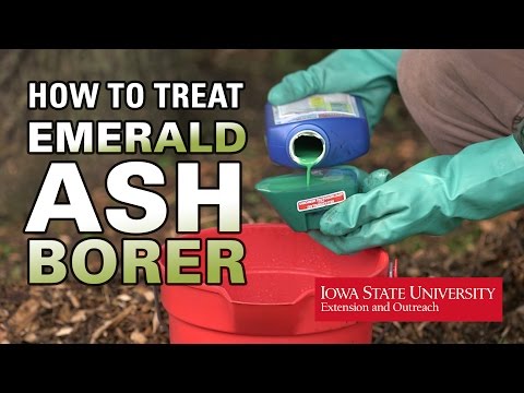 How to Treat EAB Yourself