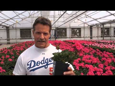 Genesis Geraniums Offer Great Sell-Through