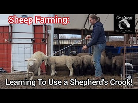 Sheep Farming: Learning To Use A Shepherd's Crook!|April 2022