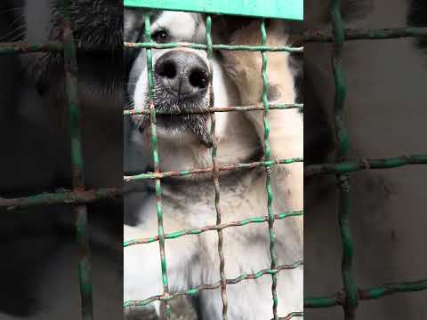 Ukraine Shelter Dog