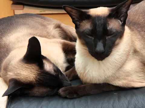famous siamese cat names