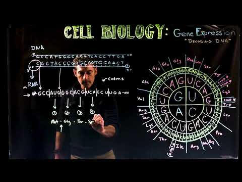 Decoding DNA