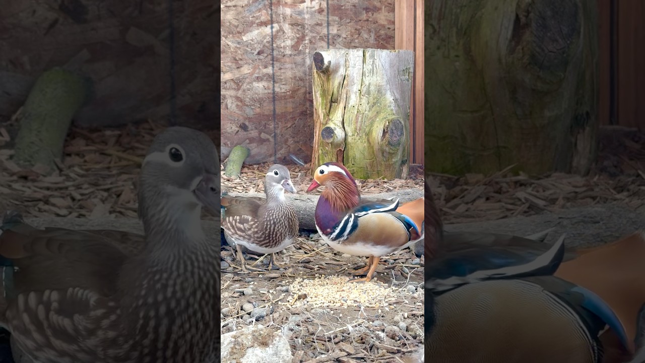 Mandarin ducks #duck #farm #mandarinduck