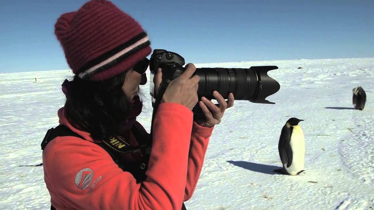 Emperor Penguins in HD