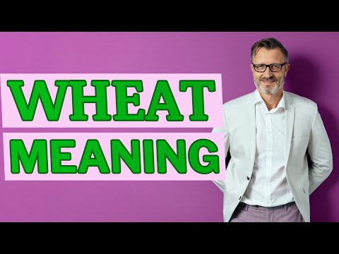 Wheat | Meaning of wheat 📖 📖 📖 📖 📖