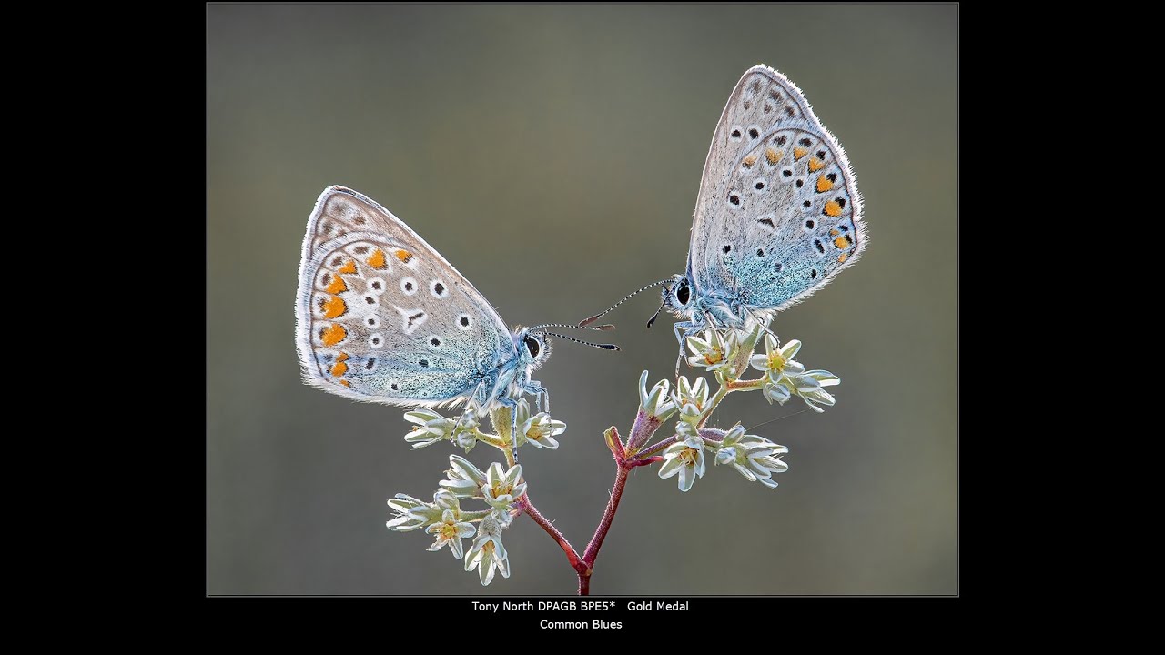 BG BPE 2023 Accepted Nature Images