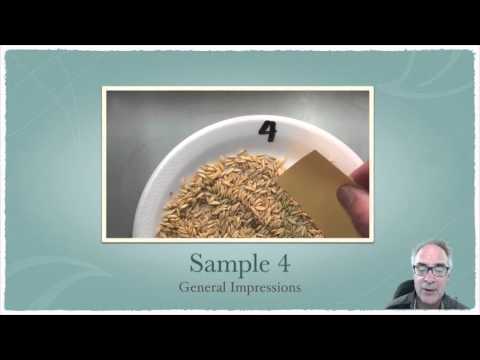 Oat Judging