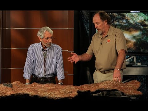 Treasure Trove of 100-Million-Year-Old Fossils Found at NASA Space ...