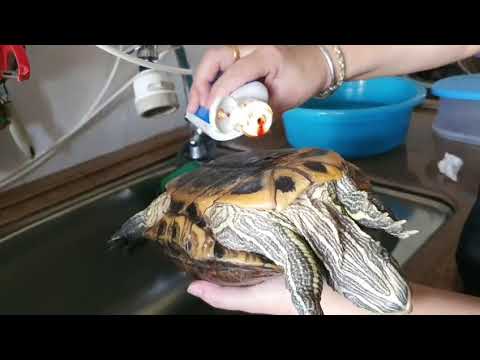 VET CASE STUDY: A big white patch on the upper shell of the 3-year-old red-eared slider. What to do?