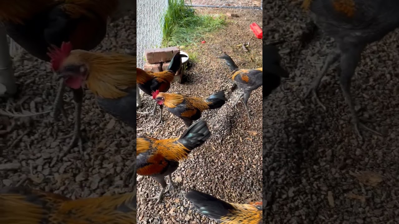 modern game bantam Rooster 🐓🐓🐓🐓
