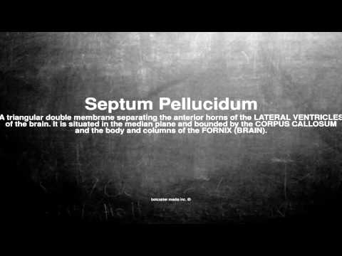 Medical vocabulary: What does Septum Pellucidum mean