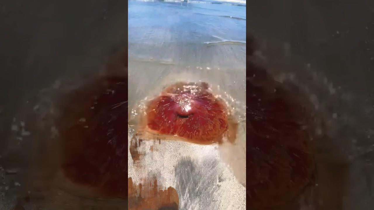 #ouch l got stung by a  dead #jellyfish 😳 #Vancouverisland #shorts