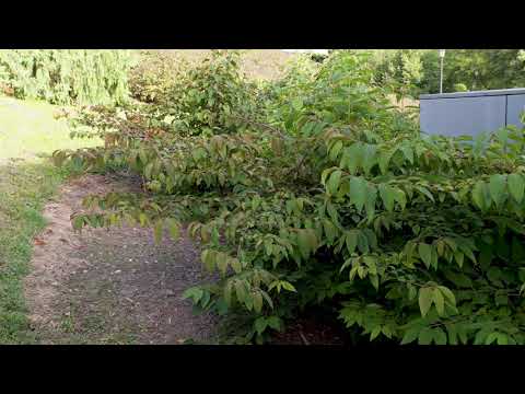 Viburnum plicatum f tomentosum - Doublefile Viburnum
