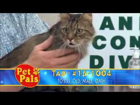 Meet TAD a Domestic Medium Hair currently available for adoption at Petango.com! 10/14/2015 6:17:09