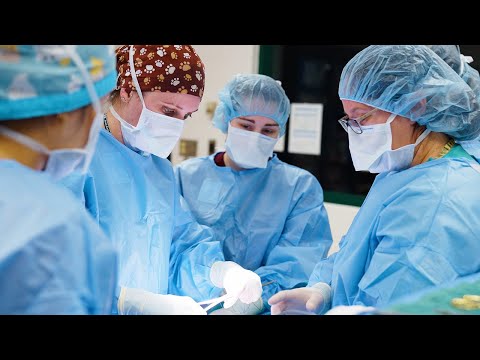 From Sunup to Sundown | We Are the MSU Veterinary Medical Center