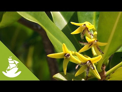 The mangroveΒ΄s incredible method of reproduction