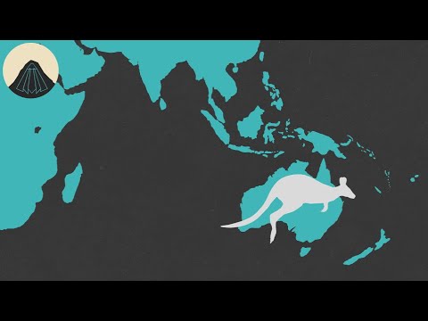 Why is Australia's big herbivore so strange?
