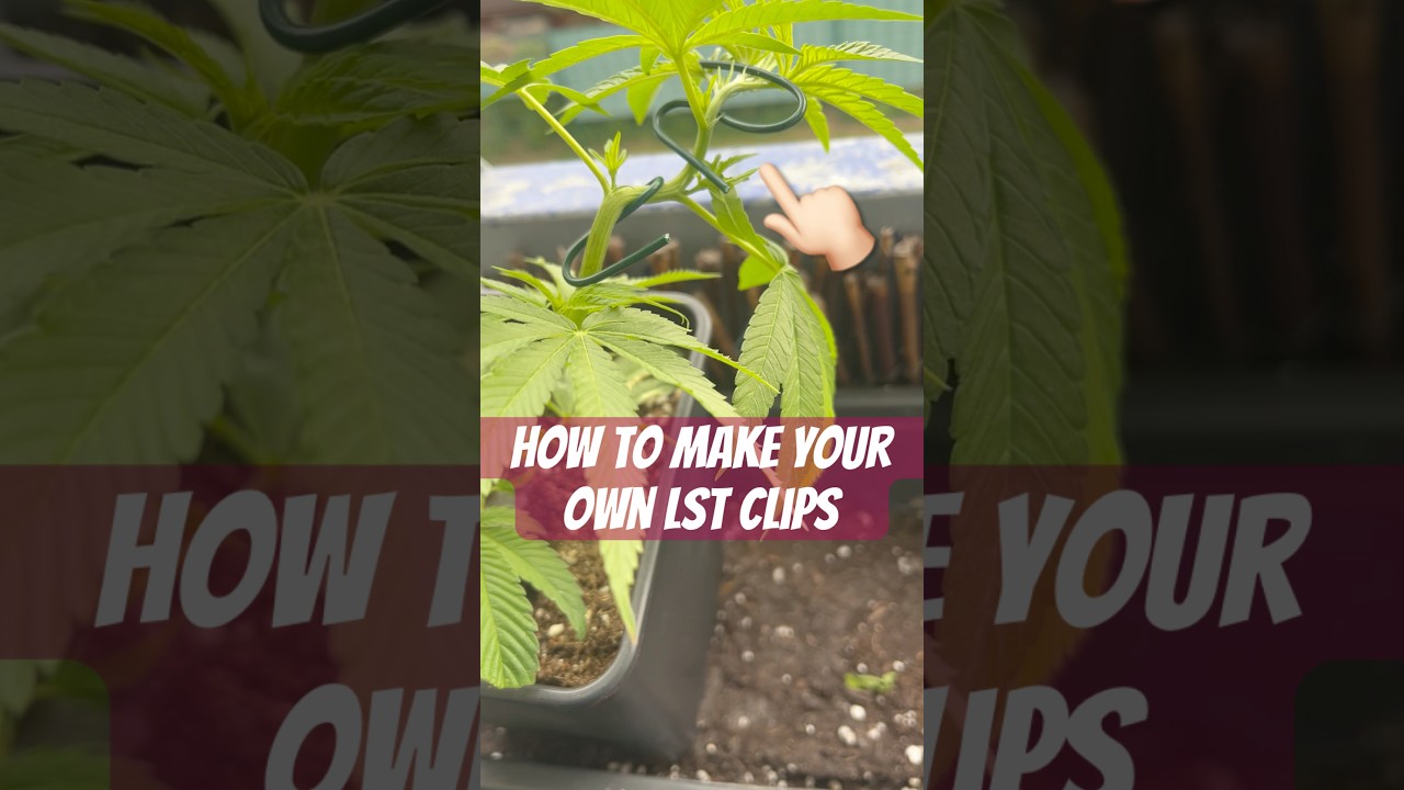 How to make your own LST Clips Tutorial #420 #lowstress #crazybud