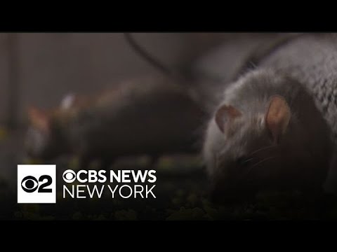New York City concerned about illness and even death related to rat urine