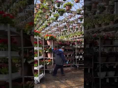 Floral Crossing at Garden Center