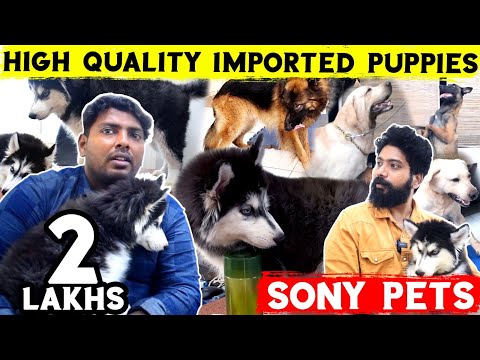 Best Imported Dog puppies are available for Sale in Chennai | Sony Pets | All Breeds puppy for Sale