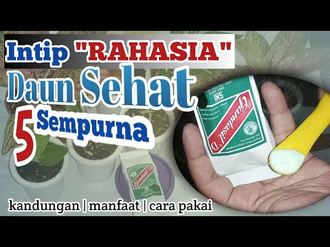 Gandasil D untuk Aglaonema, Murce tapi Dahsyat Isinya,Coba dah...