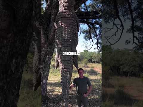 Comparison of a Human vs Crocodile Size!