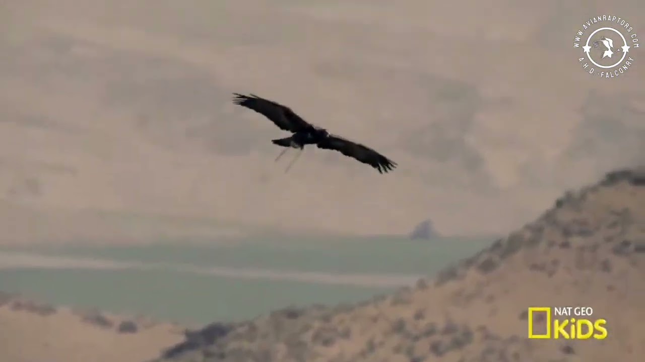 Golden eagle (Aquila chrysaetos) - Eye view.