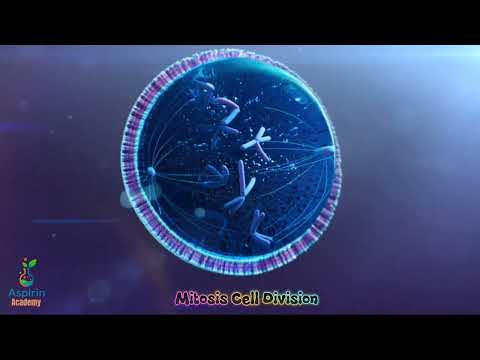 Mitosis Cell Divison | 3D Animation | SSC & HSC | Aspirin Academy