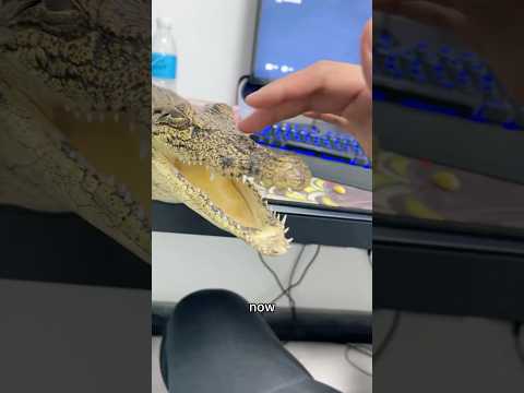 What I Reeled In Wasn’t a Catch—It Was Family:My Crocodile Companion #shorts #animals #crocodile