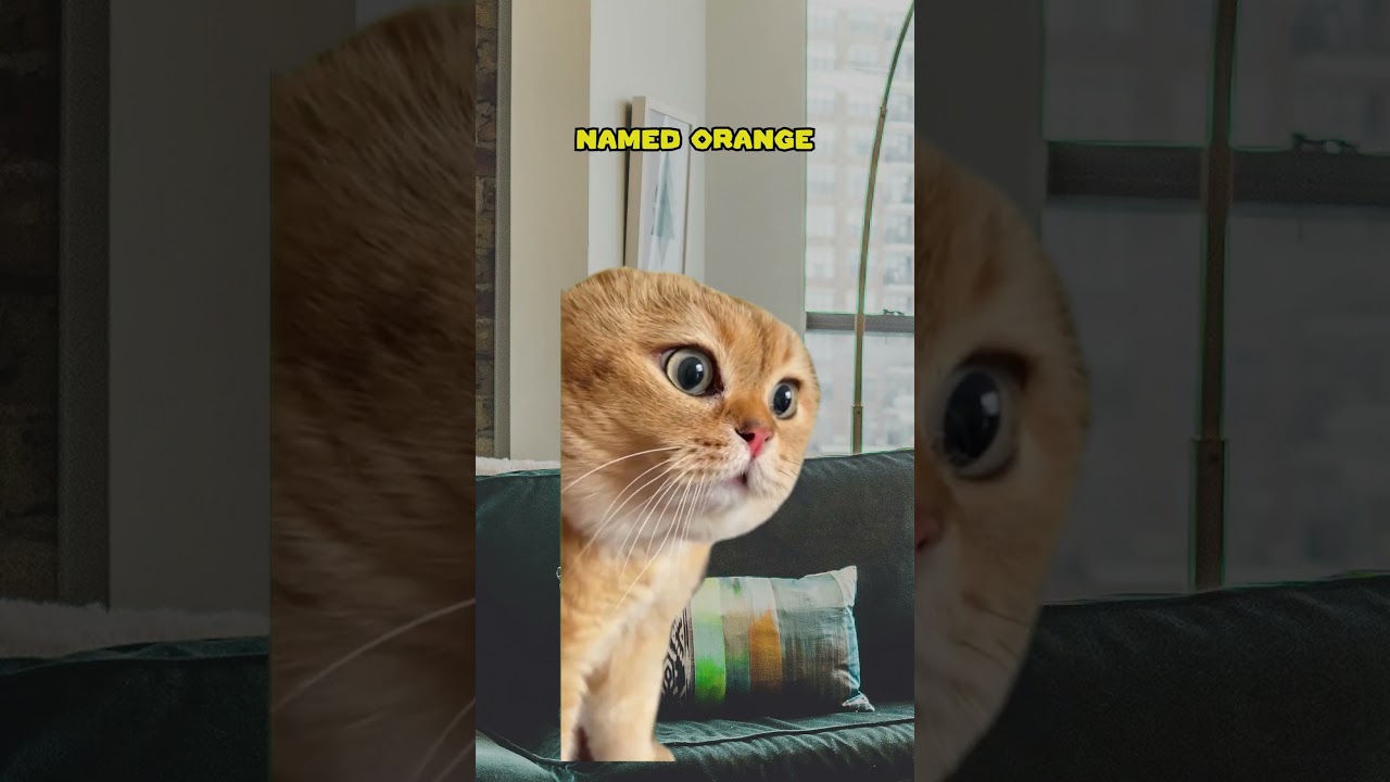 Thoughts To Snap Your Mind In Half 😎 (CAT MEMES🐈) @Ryanhdlombard #shorts