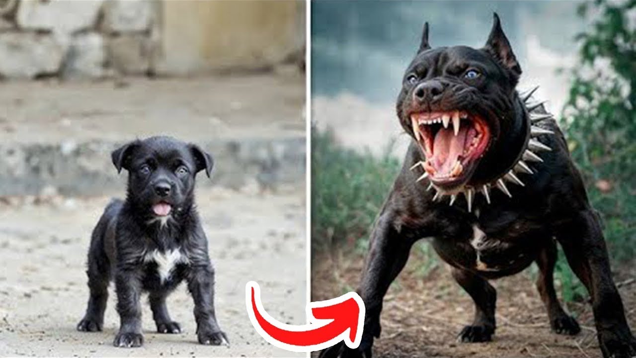Small to Big Animals Transformation ☠️ | Beast Mode Before & After! (I'm a Big Kid Now) #animals