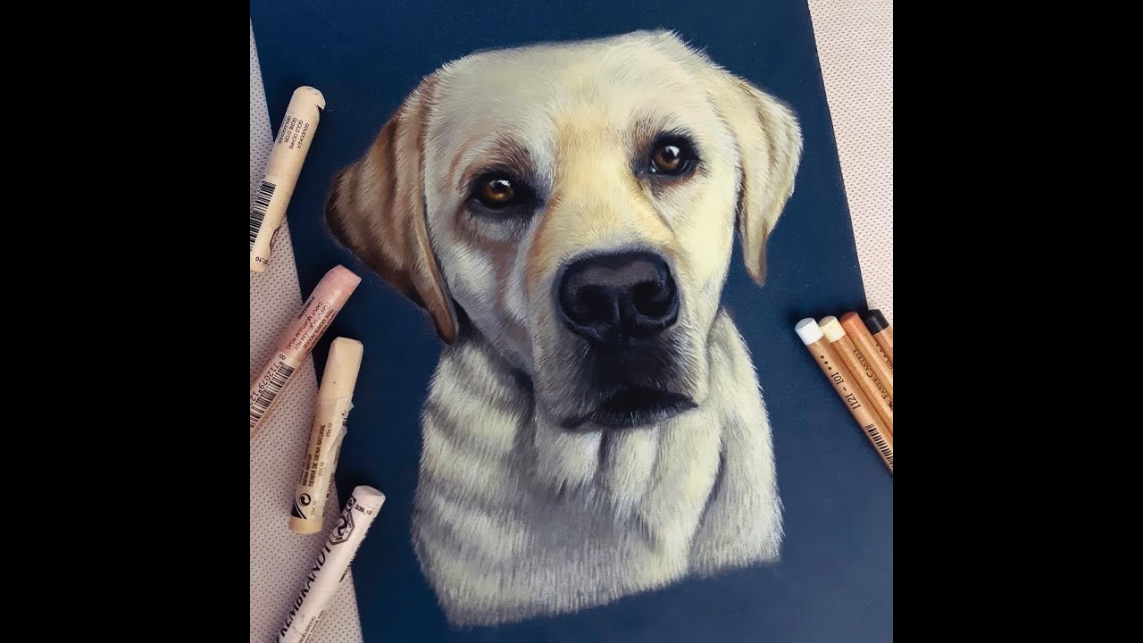Timelapse video - Drawing a Labrador Retriever
