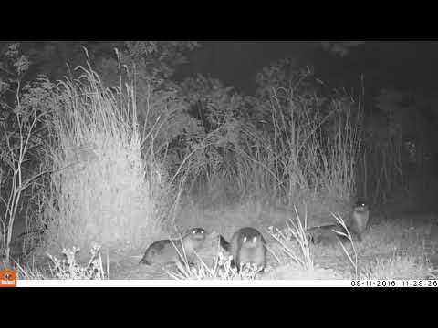Otters at moorhen