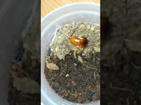 Steam Community :: Video :: Sling İdiothele Mira First Feeding After ...