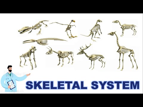 Skeleton System | Osteology | Veterinary Anatomy.