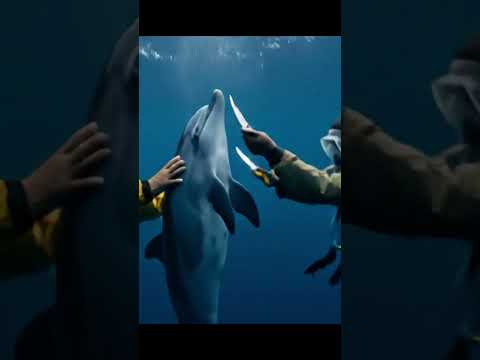 A dolphin is trapped on the ocean floor, struggling and unable to swim freely #shorts #viralshorts