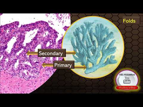 Seminal vesicle Histology