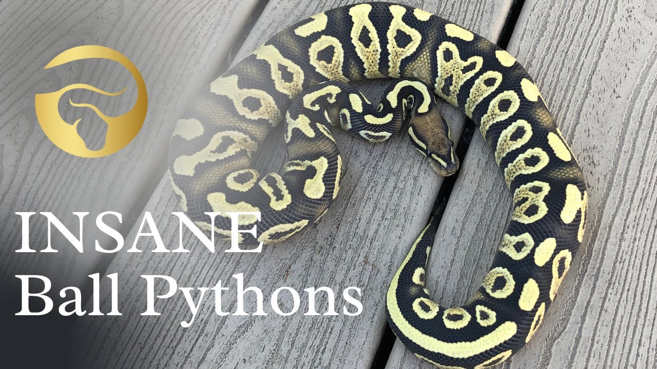 INSANE Ball Pythons at Morphologix!