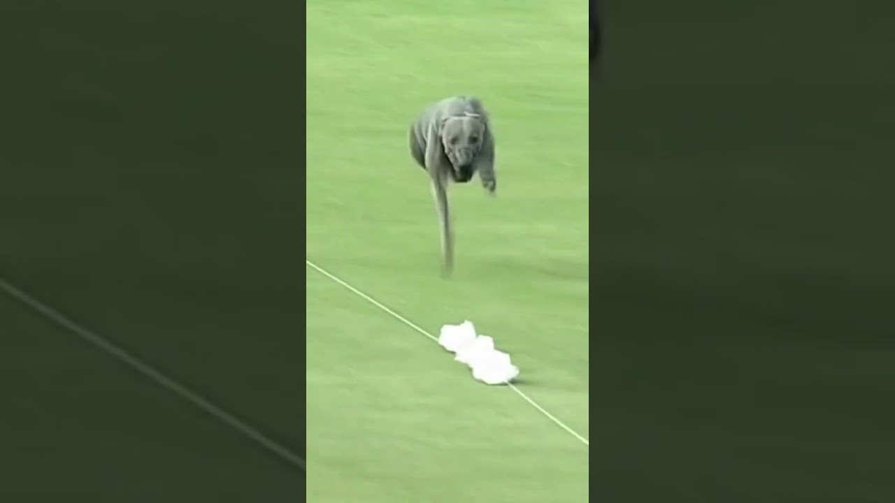 The fastest dog alive 😳
