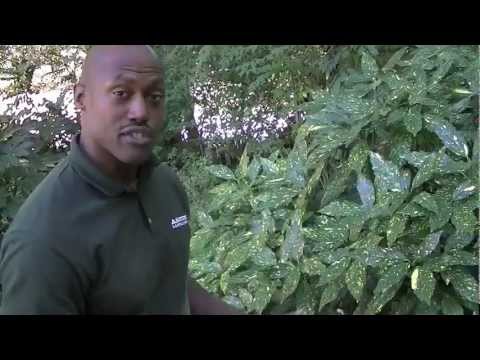 ASEEM LANDSCAPING 15 The Aucuba