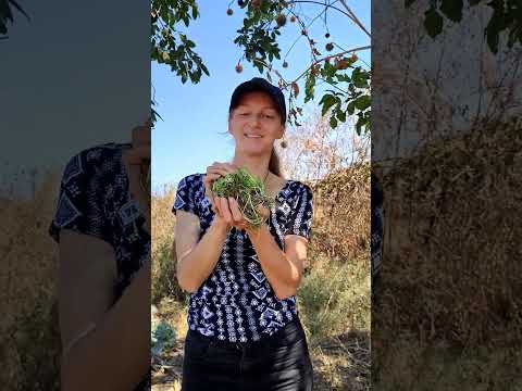 Farming in Zambia