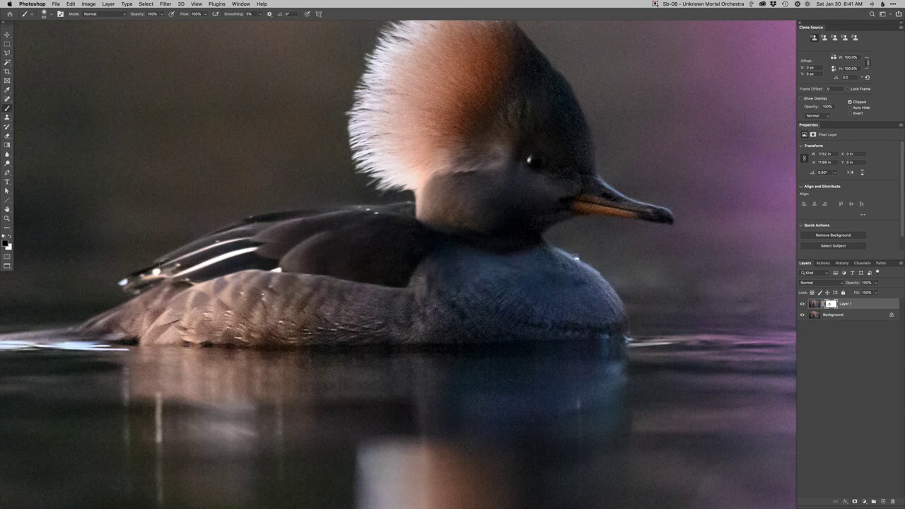 Realtime Edit -  Female Hooded Merganser