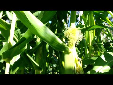 Corn - Maize - Porumb High Definition Video 03
