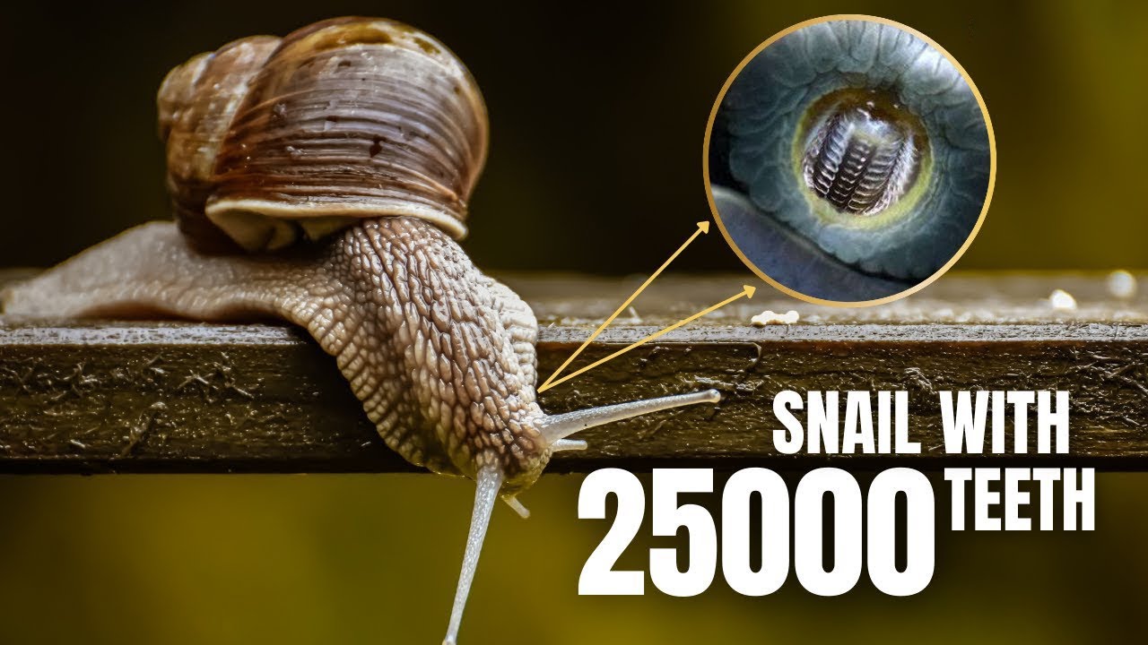 how many teeth does a snail have